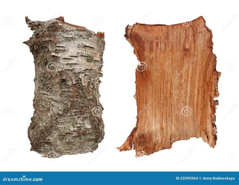 Birch Tree Bark Texture Stock Photo Image Of Background 23395564