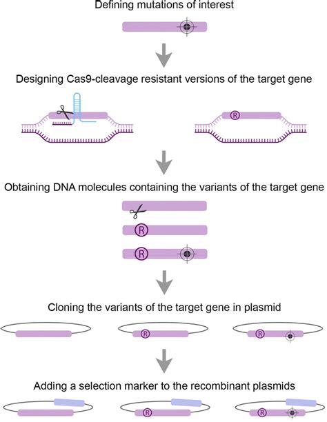 Representative Scheme Of The Construction Of Plasmids Containing The Download Scientific