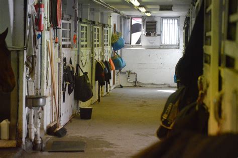 Polsk Mann Innrømmer Flere Sex Overgrep På Hester