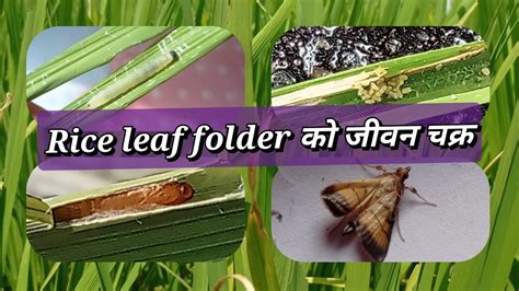How To Rear Rice Leaf Folder In Easy Method Life Cycle Of Leaf Folder Manich Rai Youtube