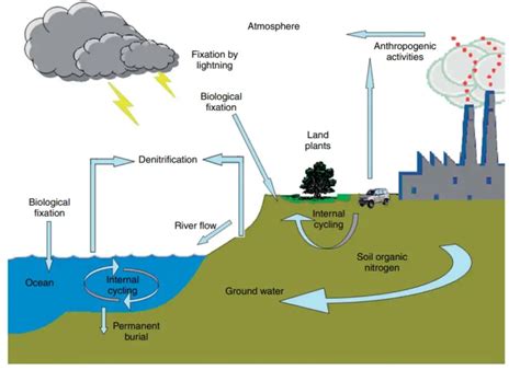 Nitrogen Cycle Definition Steps Importance Examples Biology