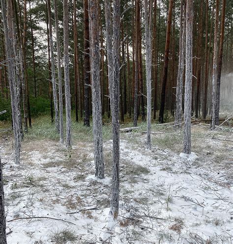 Conversion From Fluorinated To Fluorine Free Foam Concentrates