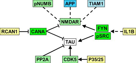 Functional Interactions Of Ad Related Proteins Functions And Download Scientific Diagram