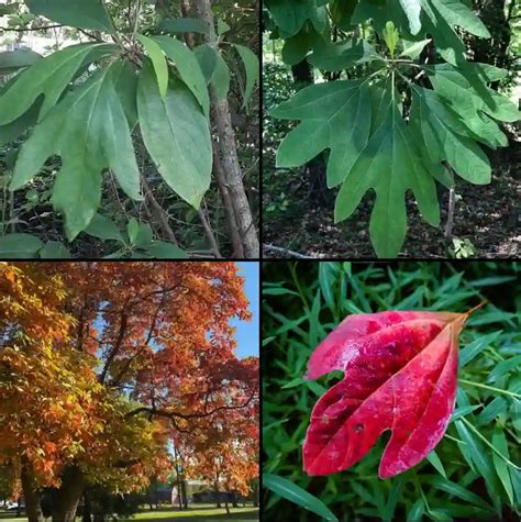 3 Species In Genus Sassafras
