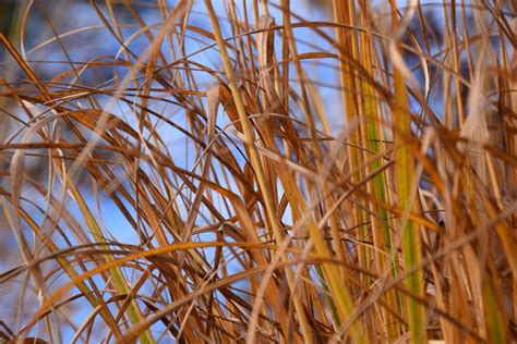 무료 이미지 나무 자연 분기 햇빛 잎 꽃 가을 식물학 농업 플로라 작은 가지 빨대 생태계 목초 할렘 잔디 가족 식물 줄기