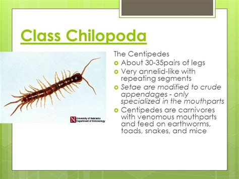 Chilopoda Examples