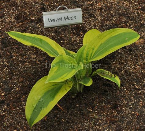 P00 Hosta 'Velvet Moon' from The Hosta Helper - Presented by ...