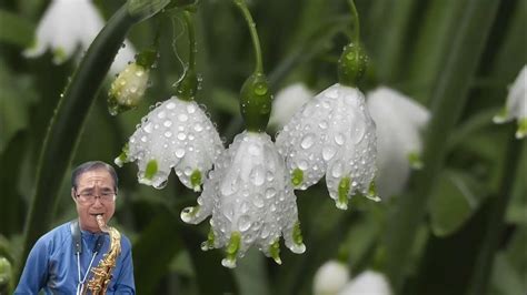 엄마꽃 안성훈 Youtube