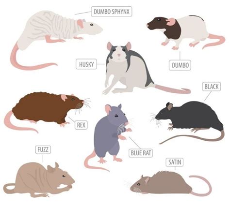 Pet Rat Breed And Varieties Types Of Pet Rats Pictures Pet Rats