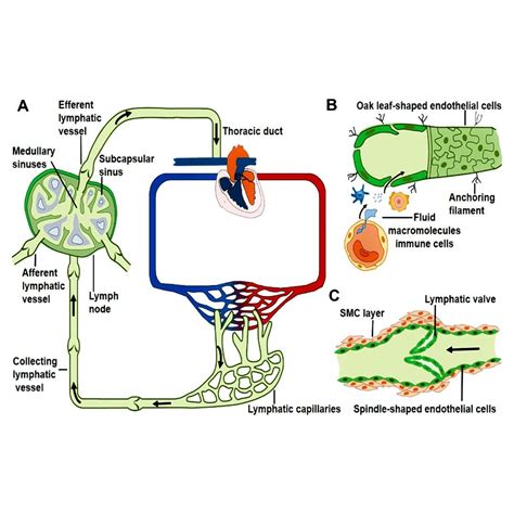 Best 13 Anatomy Of The Lymphatic System Artofit