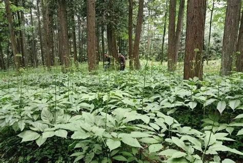 林药模式：生态与经济双赢的中药材种植新路径