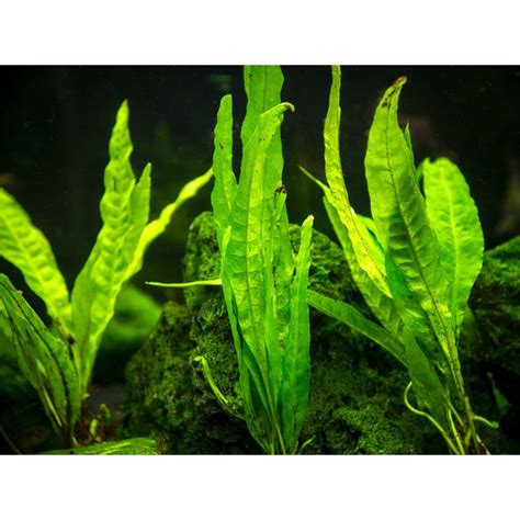 Narrow Leaf Java Fern Microsorum Pteropus Narrow Bare Root Clump