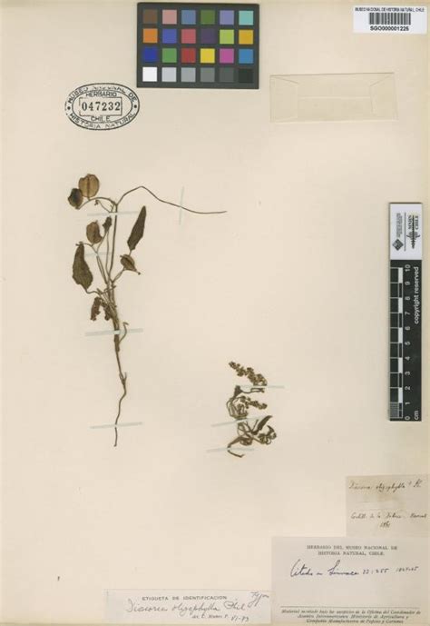 Dioscorea Oligophylla Phil Museo Nacional De Historia Natural