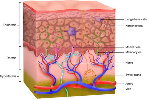Structure Of The Epidermis Biological Science Picture Root Structure