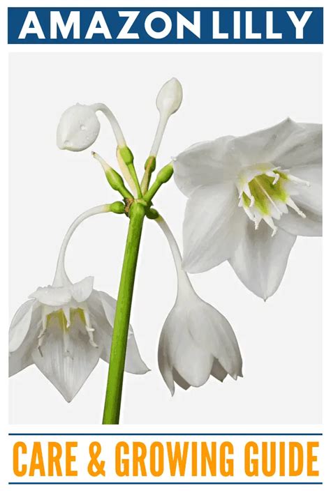 Amazon Lily Care And Growing Guide