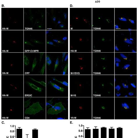 Variable Lymphocyte Receptors As Tools To Target Plant Expressed Download Scientific Diagram