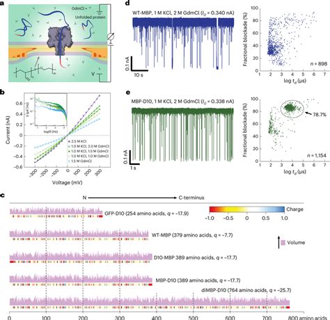Enzyme Free Full Length Protein Translocation Through Nanopores A