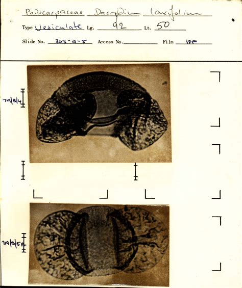 Dacrydium Podocarpaceae Dacrydium Podocarpaceae
