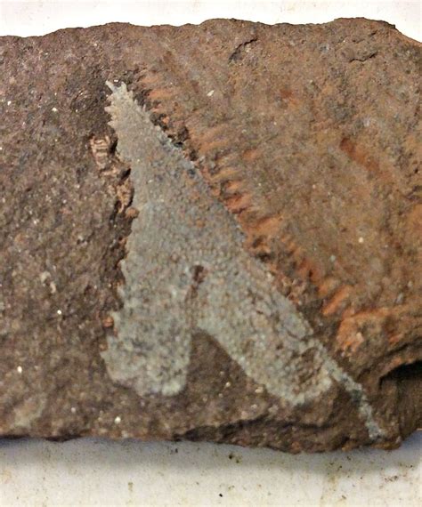 Placoderm Dorsal Finimg8801 Member Collections The Fossil Forum