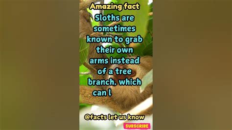 Amazing Fact Shorts Ytshorts Youtubeshorts Trending Sloth Grab Tree Fall Amazingfacts