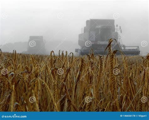 The Combine Mows Grass In Summer Field Harvesting After The Summer