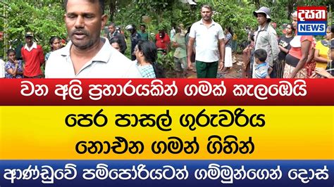 වන අලි ප්‍රහාරයකින් පෙර පාසල් ගුරුවරිය නොඑන ගමන් ගිහින් Youtube