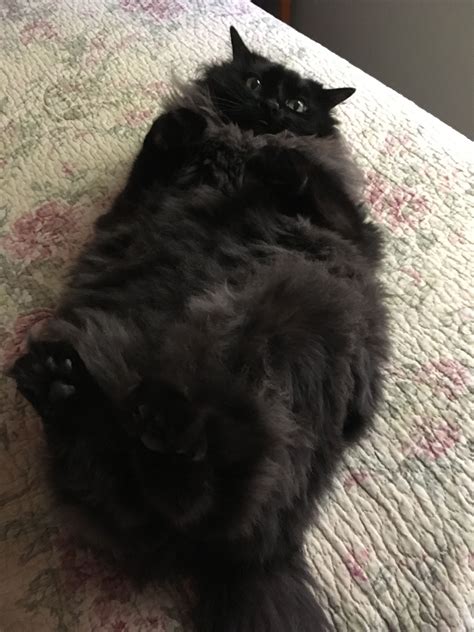 World Fat Cat