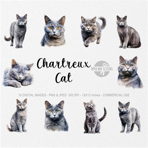 Chartreux Cat Clipart Chartreux Cat Png Cat Illustration Cat Cutout