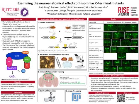 Pdf Examining The Neuroanatomical Effects Of Insomniac C Terminal Mutants