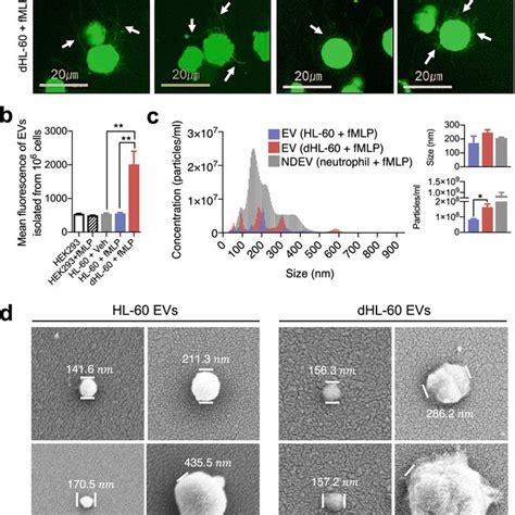 The Naïve Hl 60 Cells And Dhl 60 Cells Release A Heterogeneous