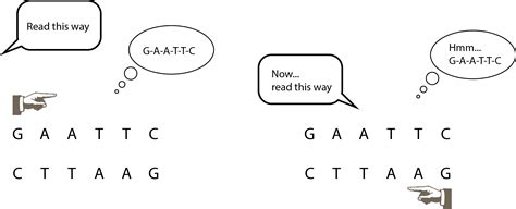 Palindrome Seq Ivory Embassy