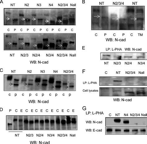 Analysis Of N Glycan Types Of N Cadherin Using Glycosidases And L Pha