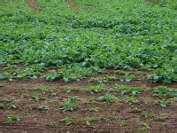 Soil Health PowerPoint Template