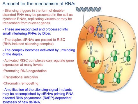 Rna Interference Rnai Ppsx