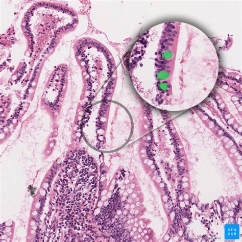 Epithelial Tissue Definition Functions And Examples Kenhub