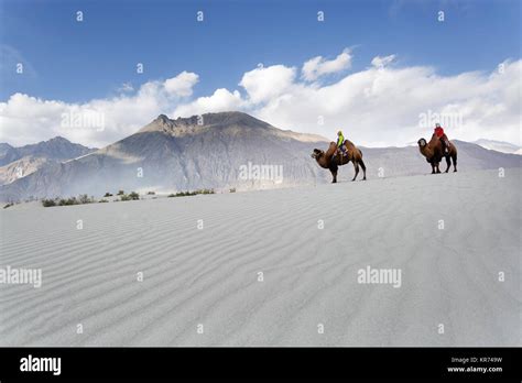 Mother And Son Riding Double Hump Camels And Crossing The Desert In The
