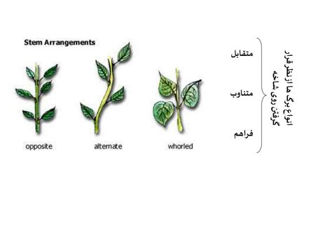 Ppt گیاهشناسی 2 سیستماتیک Powerpoint Presentation Free Download Id