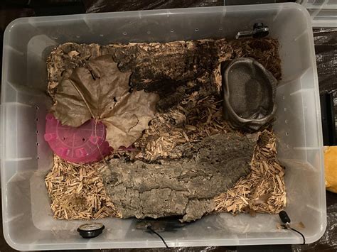 How To Ease A Ball Python From Live To Frozen Rballpython