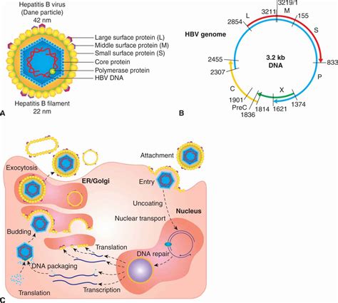 Oncogenic Viruses And Tumor Viruses Oncohema Key