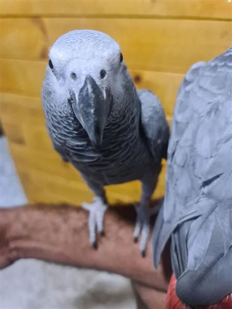 תוכים ובעלי כנף תוקי גאקו גל שנה קלל מודעה 939823