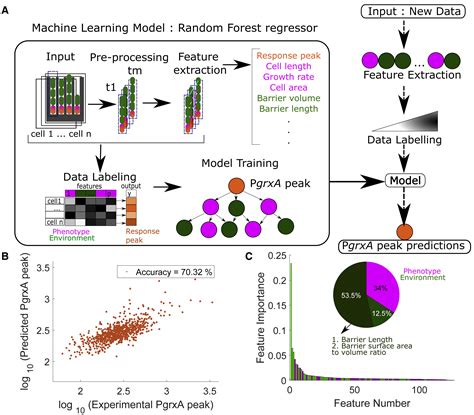 phenotypic heterogeneity in the bacterial oxidative stress response is