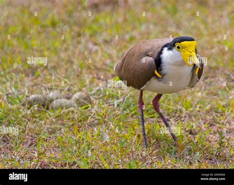 Masked Lapwing Spur Winged Plover Vanellus Miles Standing Beside