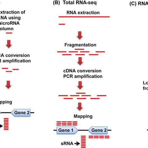 Flowchart Illustrating Bacterial Srna Identification A Sequence