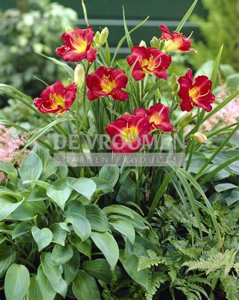 Hemerocallis Ruby Stella 150 Pcs De Vroomen