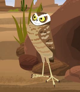 Burrowing Owl Wild Kratts Wiki Fandom