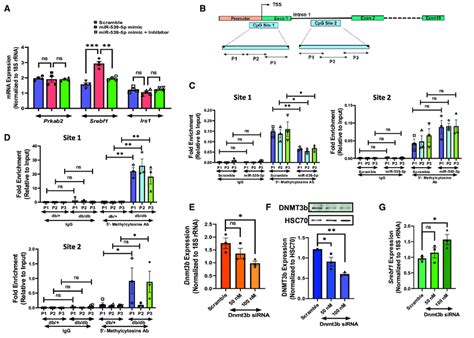 Mir 539 5p Regulates Srebf1 Transcript Levels By Inhibiting Dnmt3b