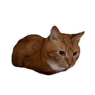 猫meme 表情包 高清图片，堆糖，美图壁纸兴趣社区