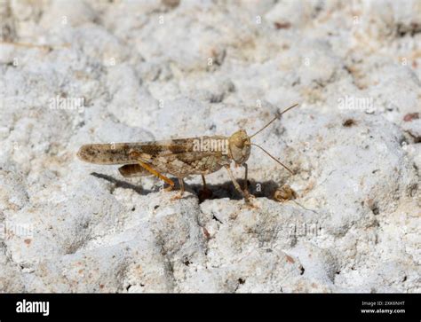 A Close Up Photograph Of An Alkali Grasshopper Trimerotropis Salina