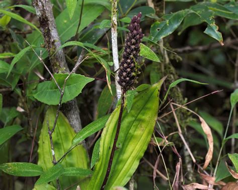 Crepidium Versicolor Eflora Of India