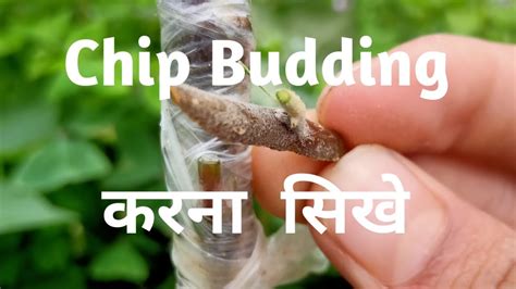 Chip Budding Kese Kre How To Do Chip Budding On Apple Tree Youtube